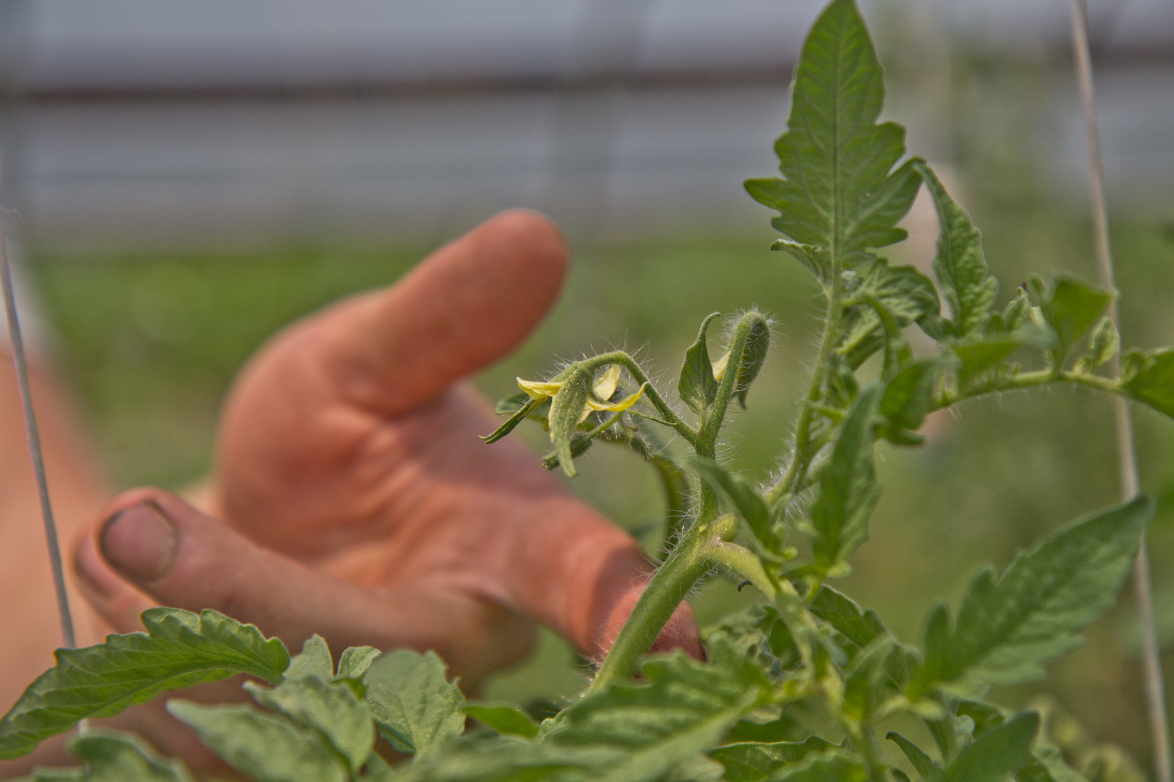 Soaring temperatures make local crops wilt and farmers wither | WITF