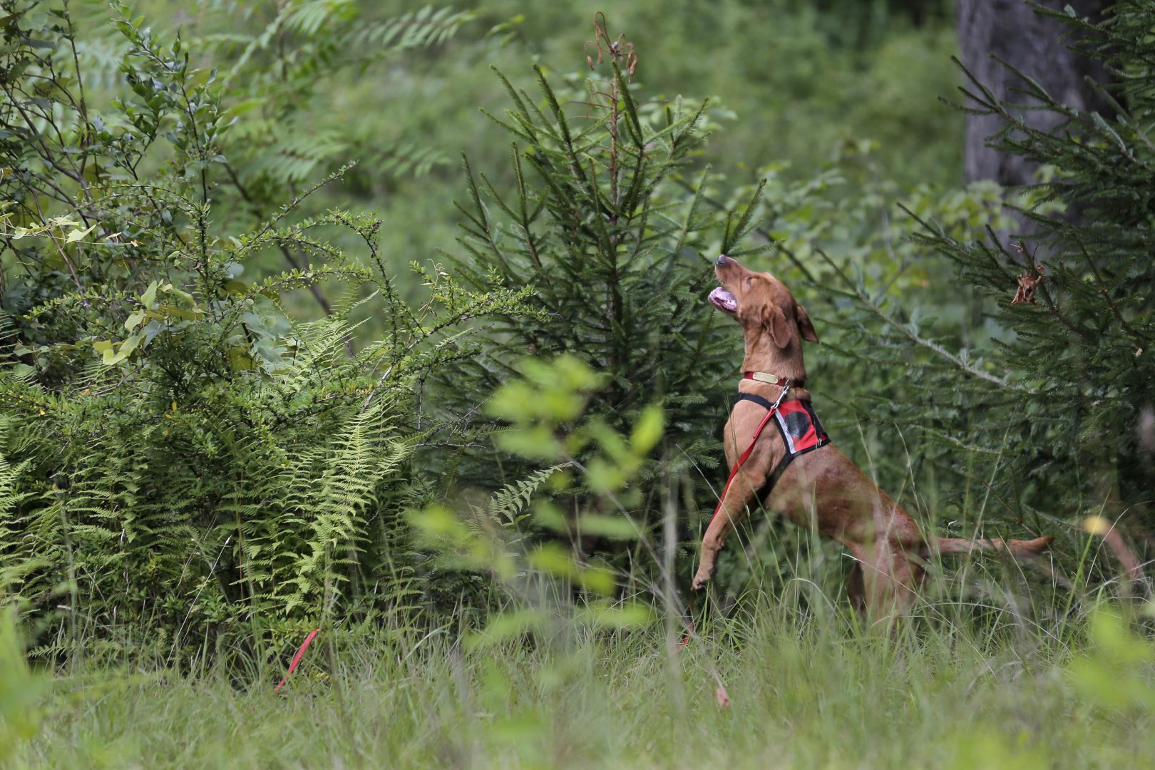 Wags and weeds: Invasive plants meet match in detection dogs | WITF