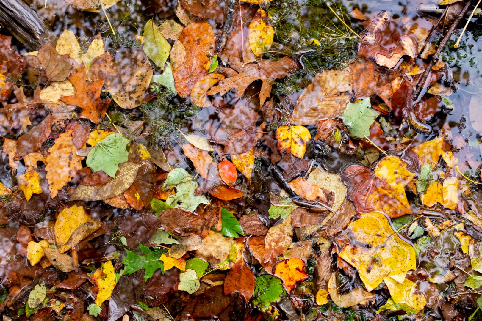 Here are the best Pa. places for fall foliage in October | WITF