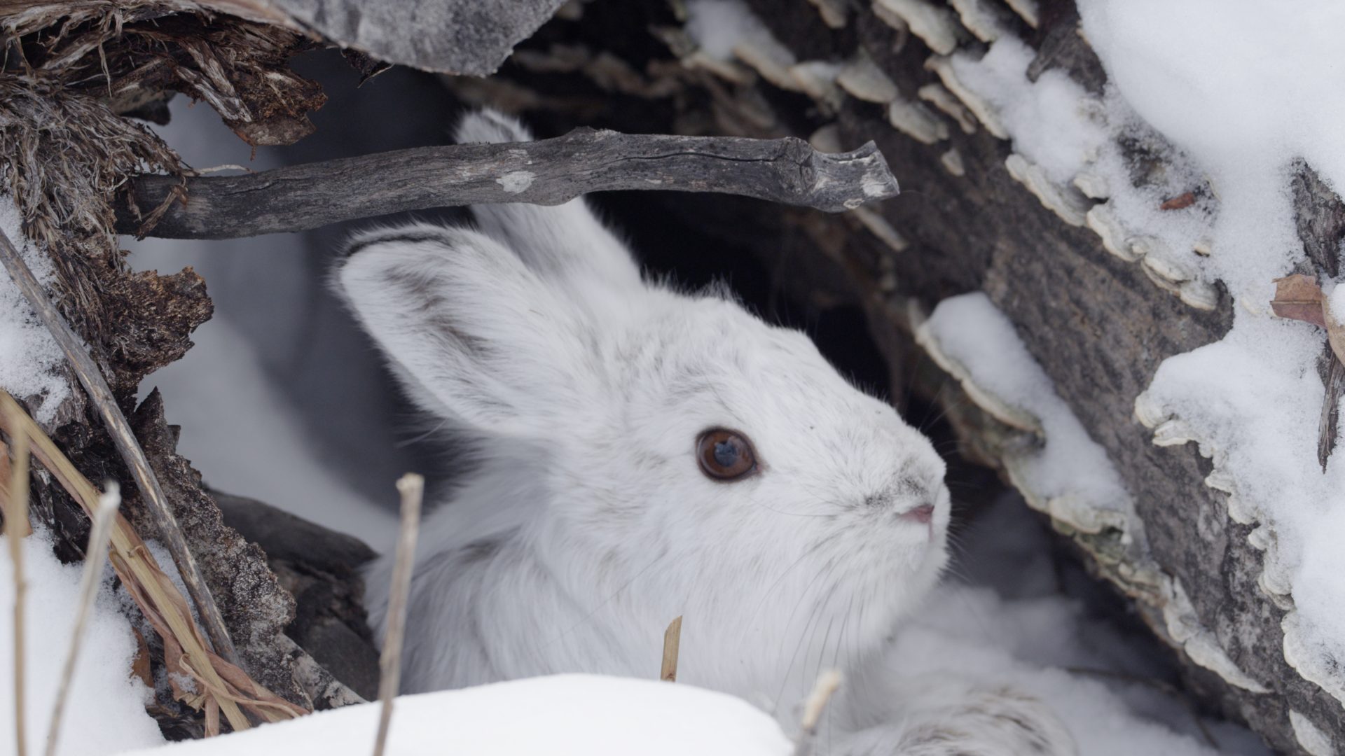 Remarkable Rabbits on Nature | WITF