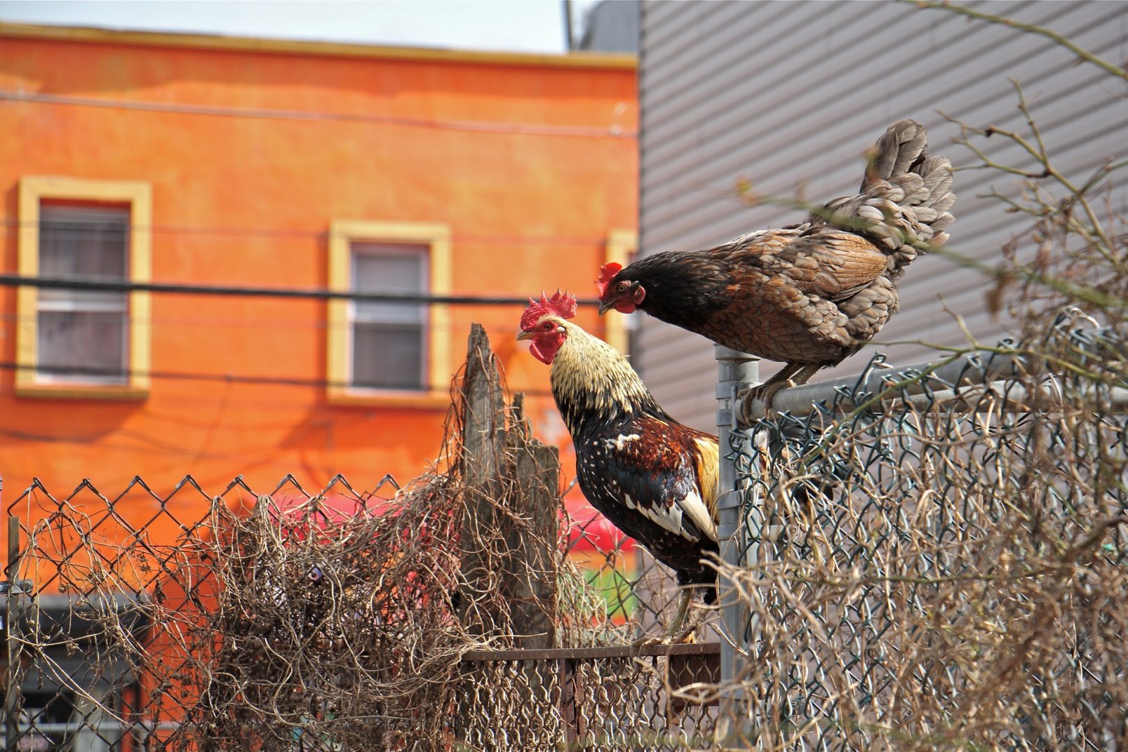 Warmer, wetter weather to bring more chicken farms to Pennsylvania | WITF