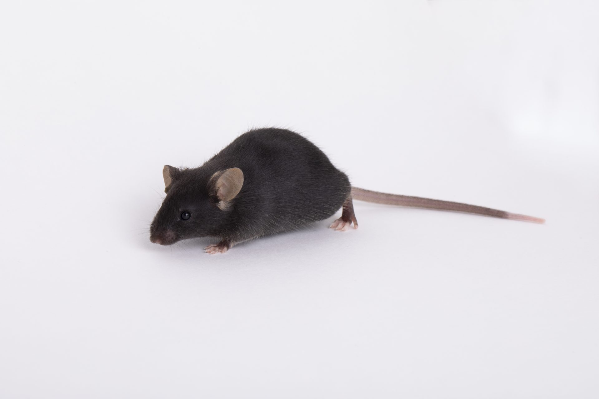 The great research mouse rescue amid the pandemic | WITF