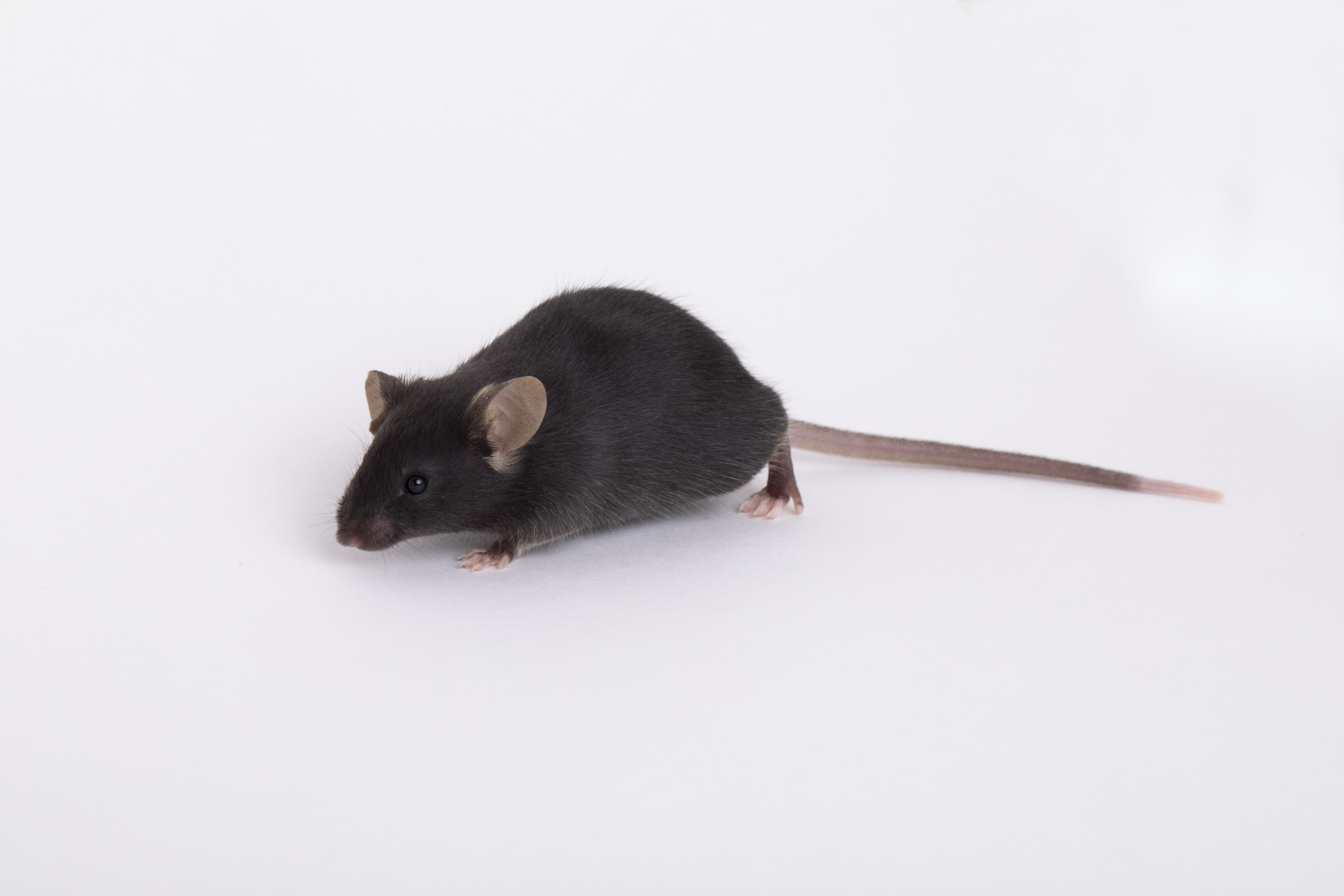 The great research mouse rescue amid the pandemic | WITF