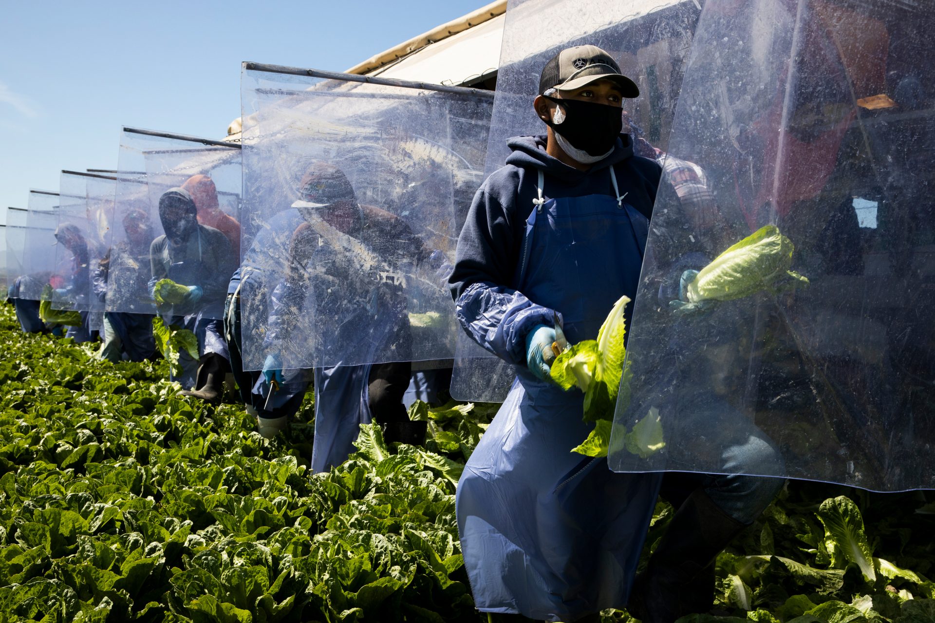 Without federal protections, farm workers risk coronavirus infection to ...