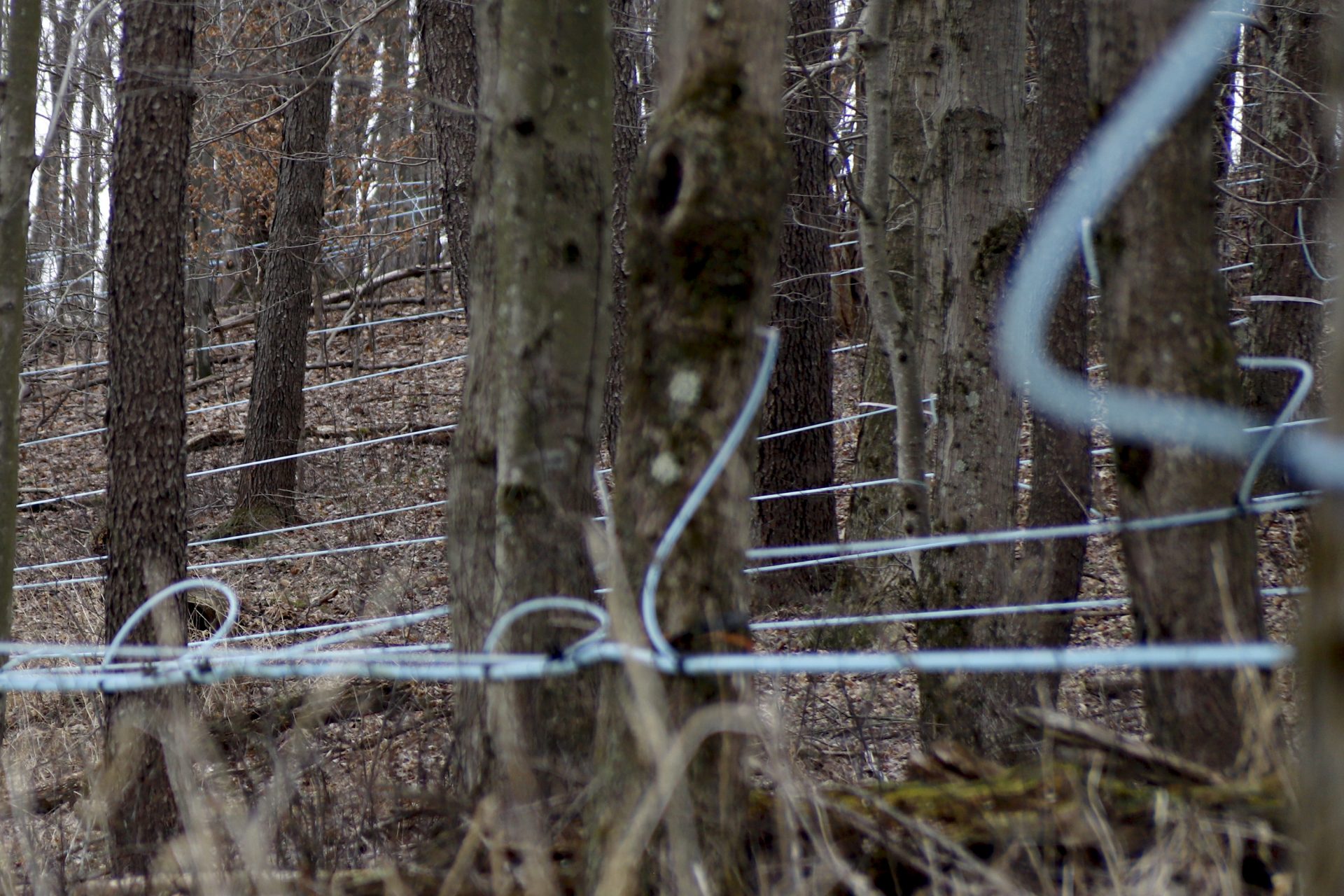 National maple production off 17% in 2021, Vermont off 21% | WITF