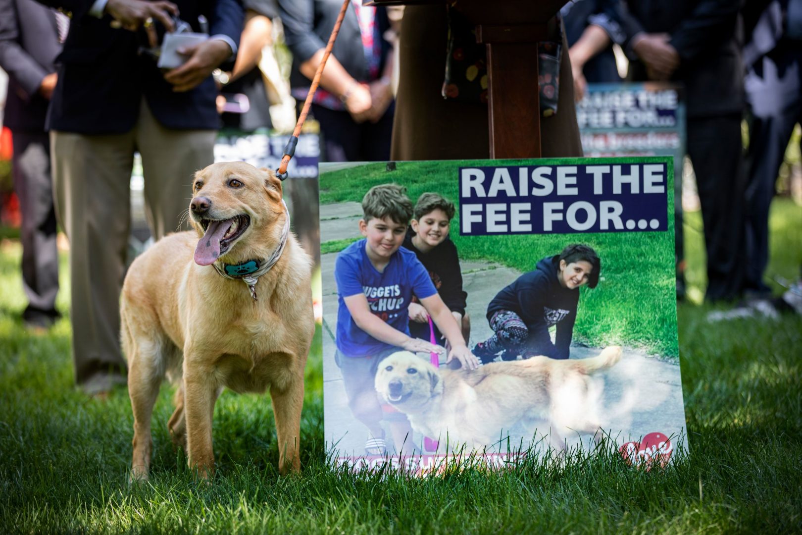 Why a funding boost for the office that exposes Pa. puppy mills stalled ...