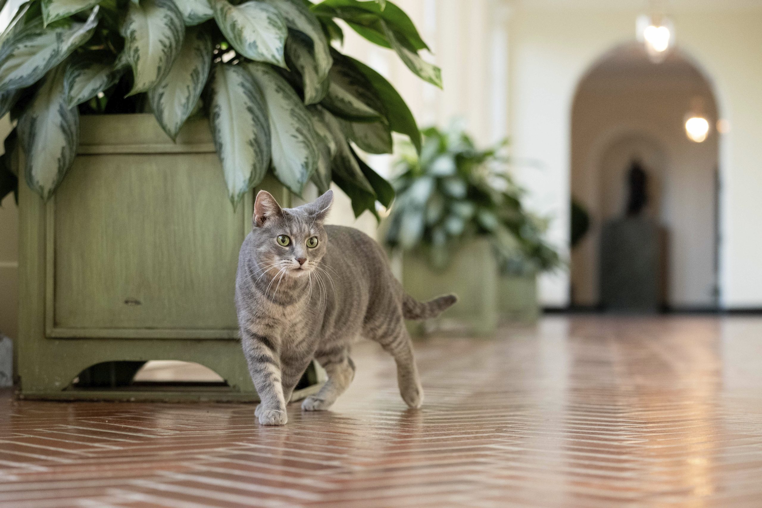 Here, kitty: Bidens welcome cat named Willow to White House | WITF
