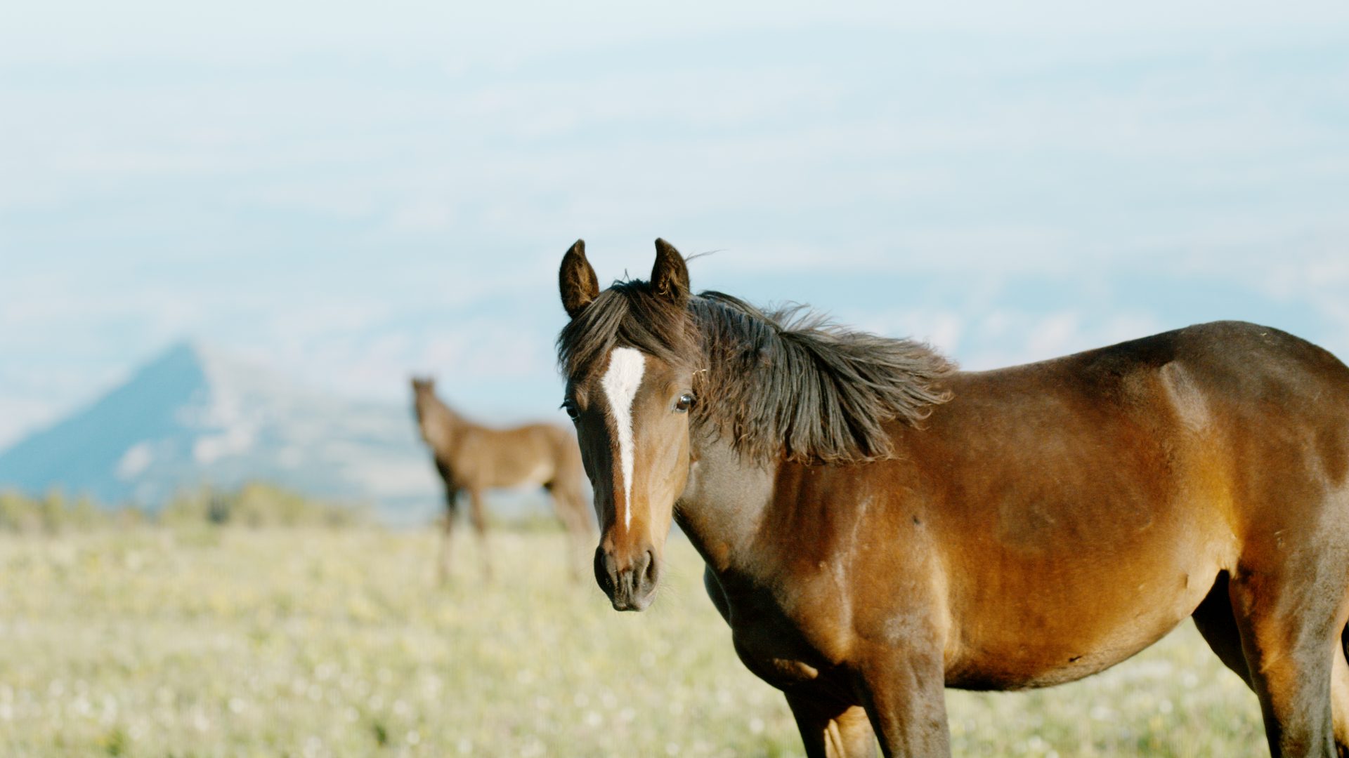 American Horses on Nature | WITF