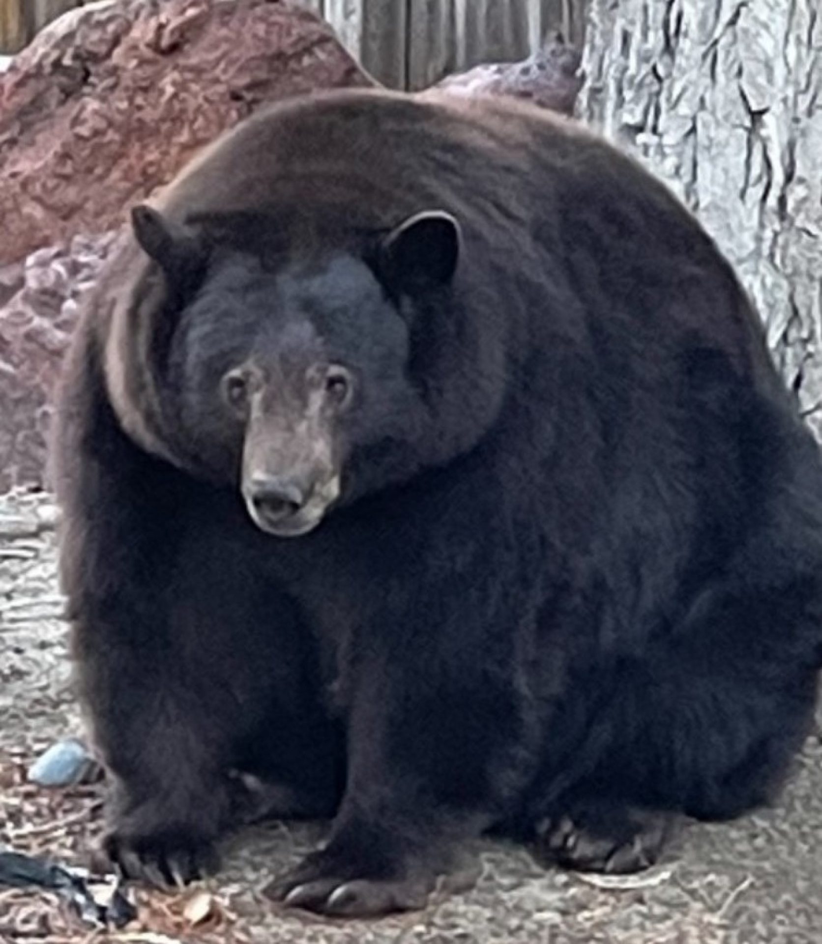 Hank the Tank: A massive bear has broken into dozens of homes near Lake ...