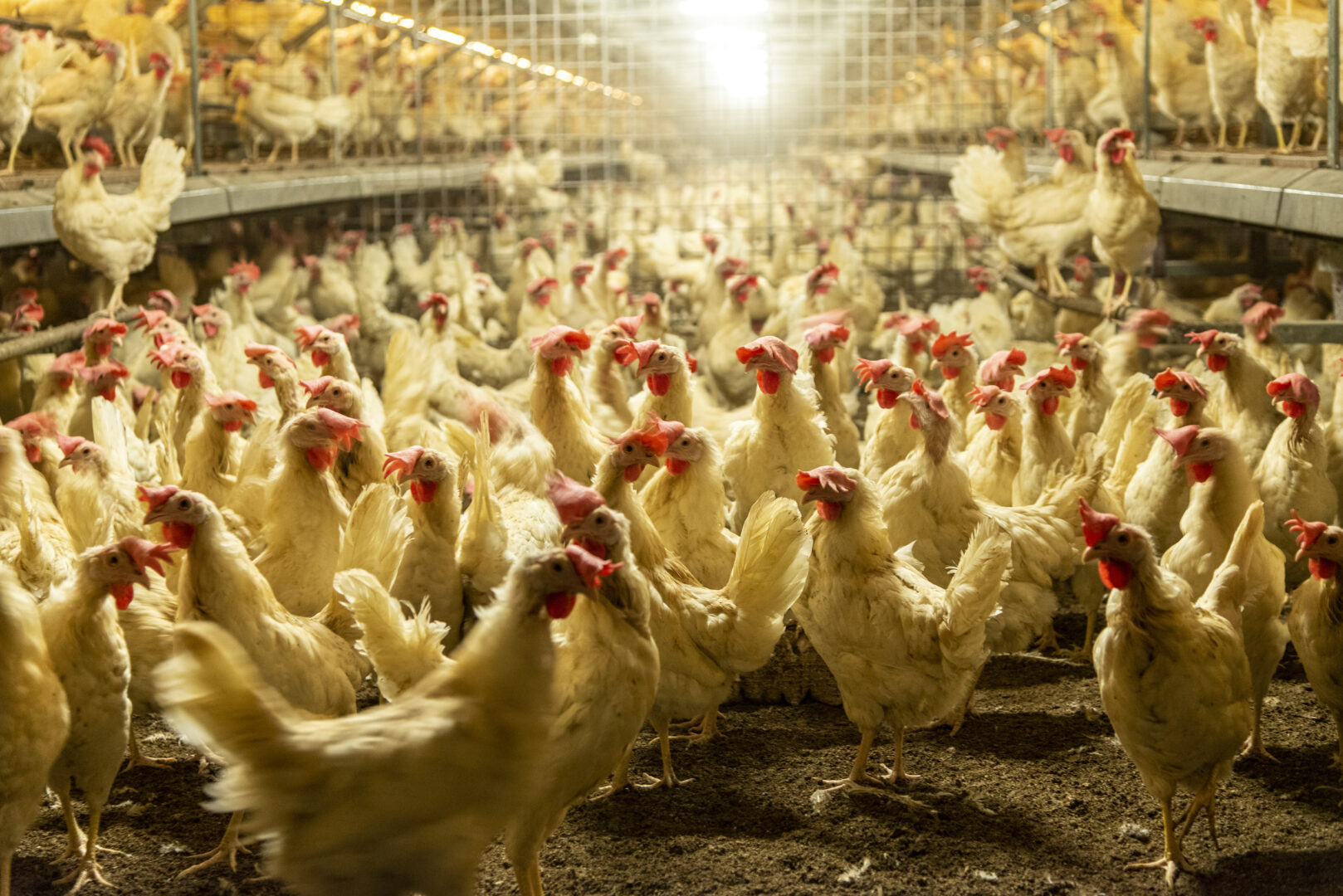 Pennsylvania is the epicenter for nation’s worst avian flu epidemic ...