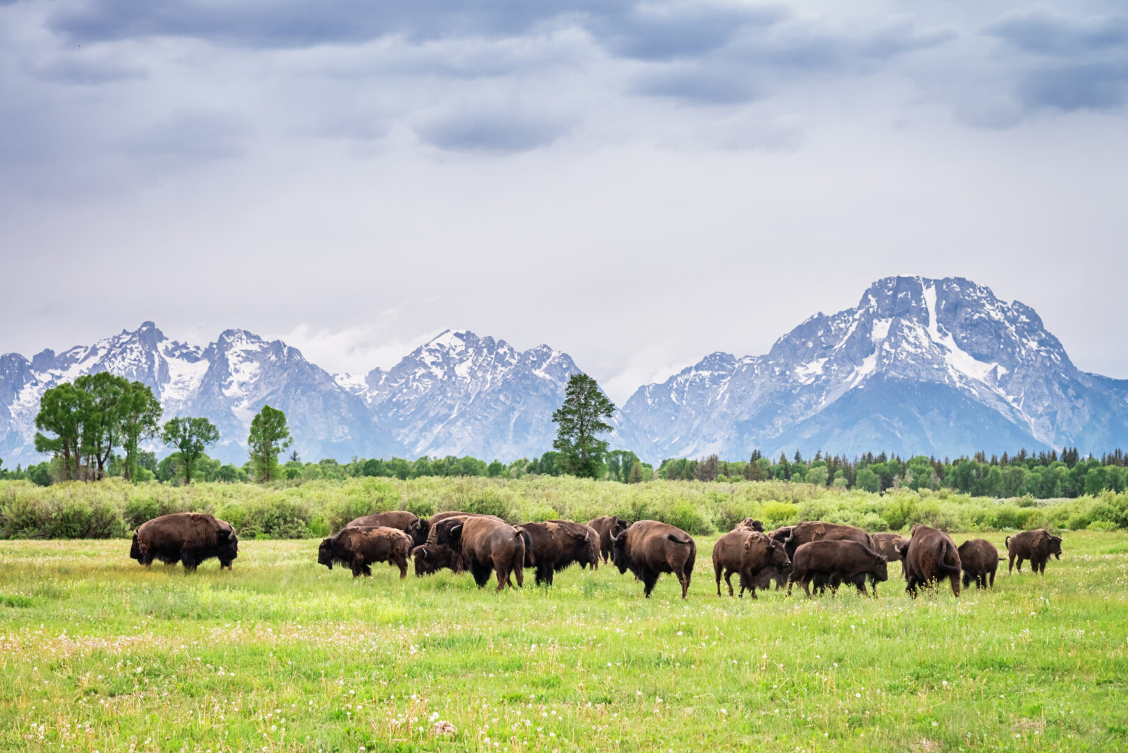 How significant was the buffalo for Native Americans? | The Spark