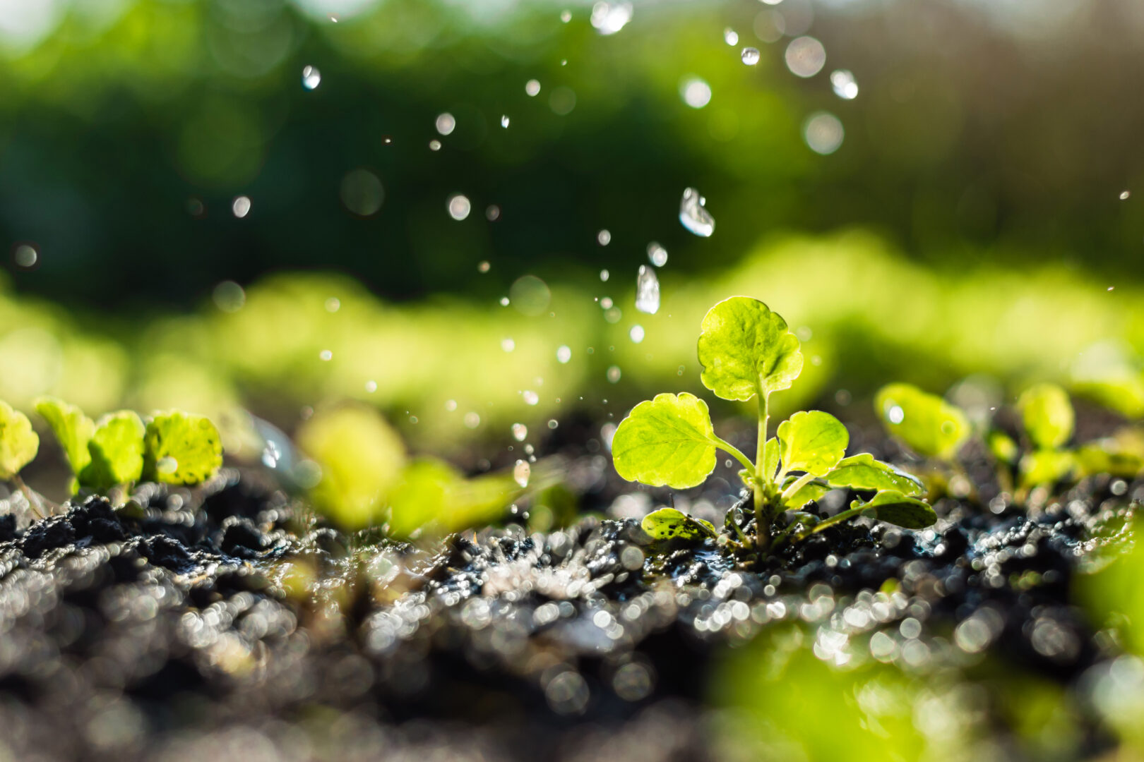 Rainy Season Challenges Local Gardens: Gardening Tips from Erica Jo ...